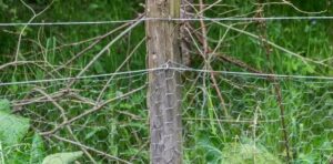 How To Secure Chicken Wire To Wood: Easy Step-By-Step Guide - Nailer Guy